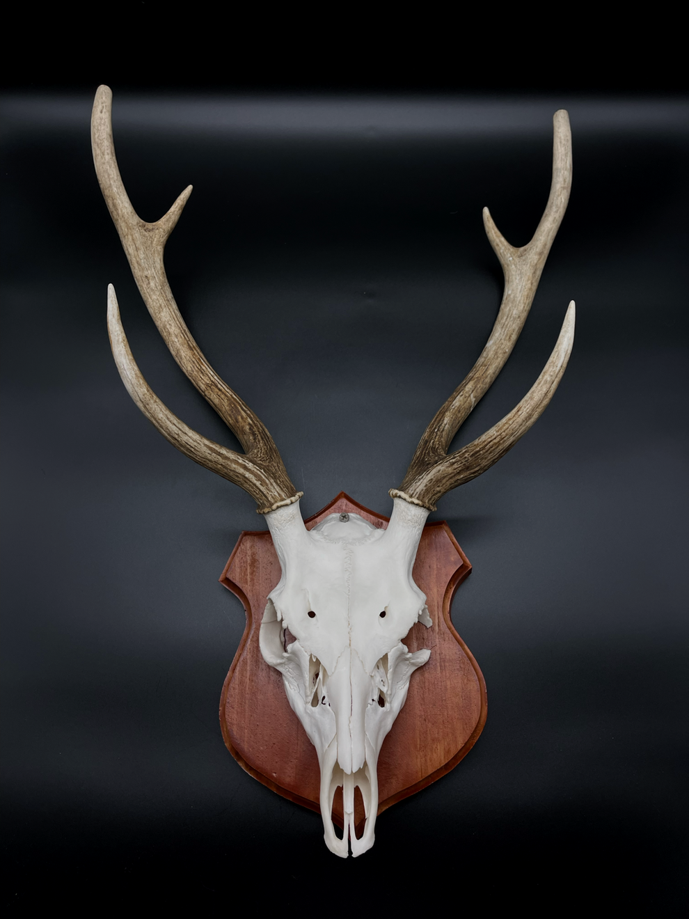 Chital Stag Euro Mount – Eternity Repurposed
